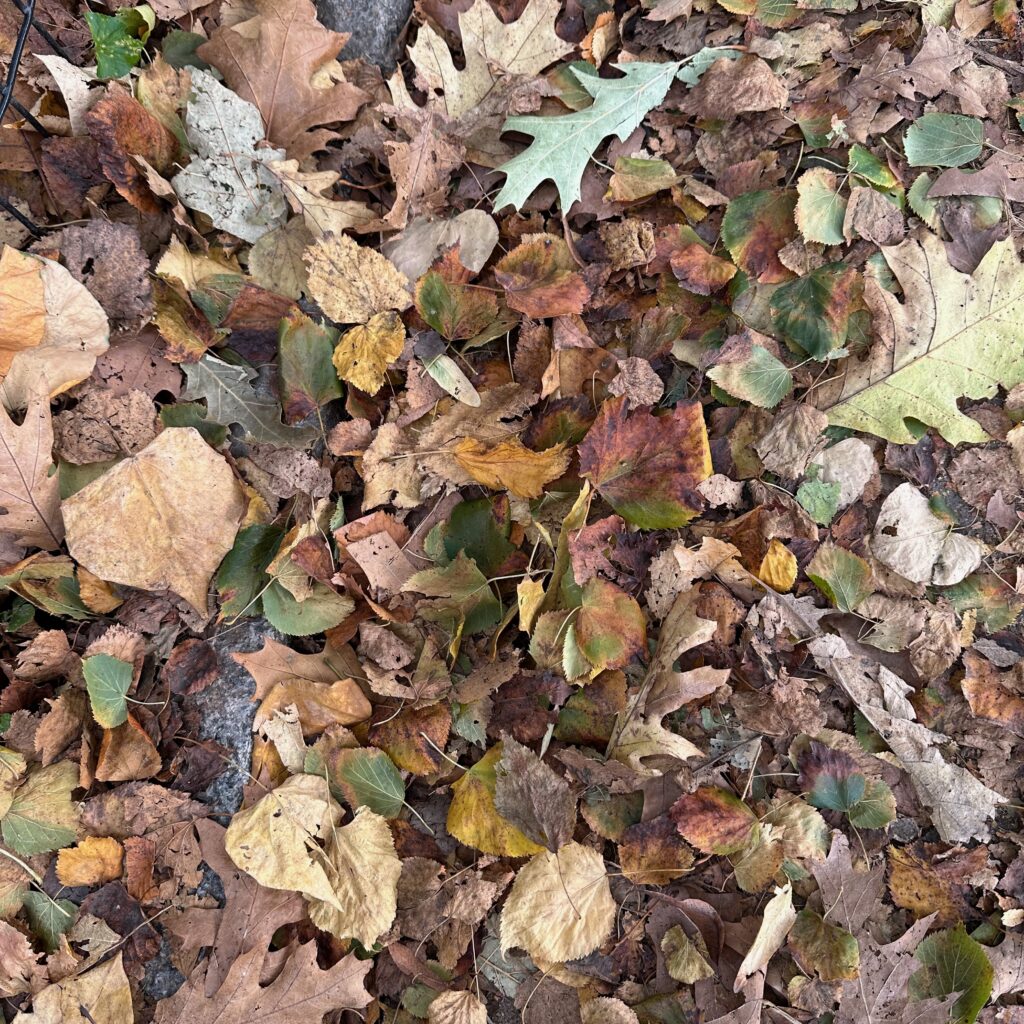 The Autumnal Equinox - Teaching Literacy And Clarity